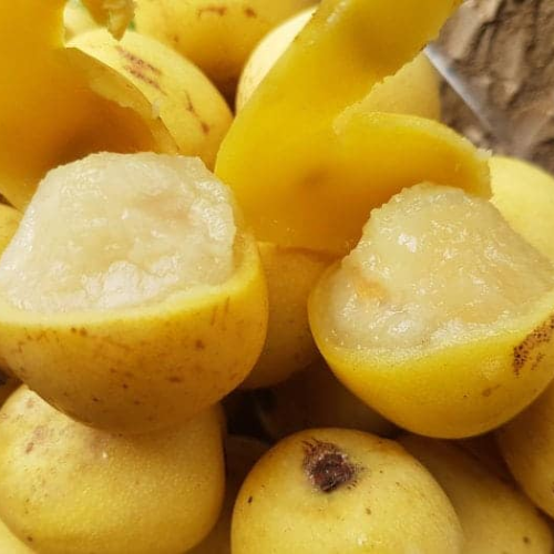 African Marula Fruit plant/exotic fruit plants in kerala- Buy Now