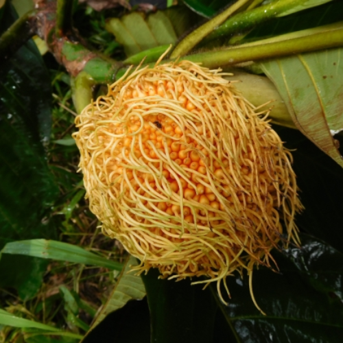 Pedalai Fruit plant/exotic fruit plants in kerala- Buy Now