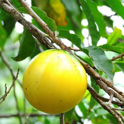 Abui Fruit
