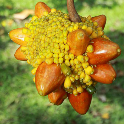 kesusu fruit
