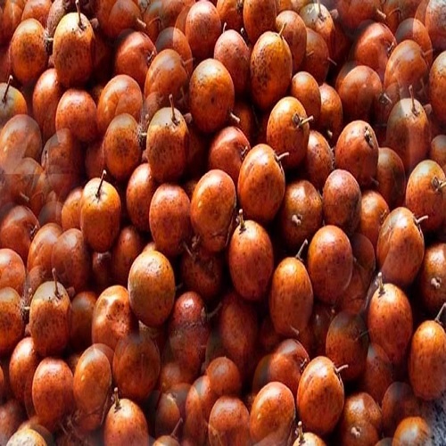 Chanar Fruit plant/exotic fruit plants in kerala- Buy Now