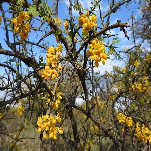 Chanar Fruit plant/exotic fruit plants in kerala- Buy Now