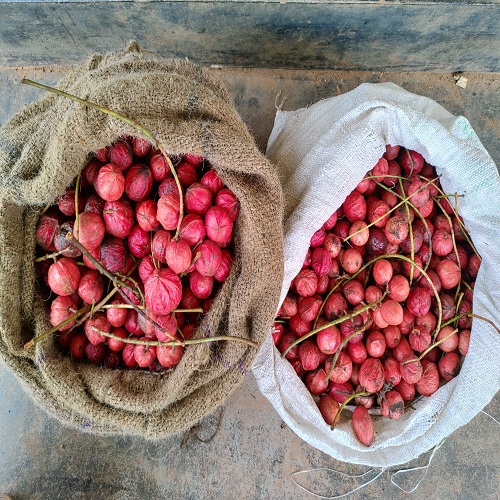 Mottyfruit plant/exotic fruit plants in kerala- Buy Now