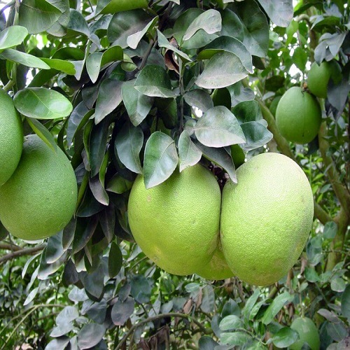 Red pammelo fruit plant/exotic fruit plants in kerala