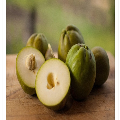 Sapota fruit plant/exotic fruit plants in kerala