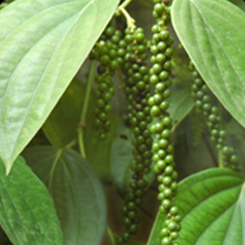 Pepper Plants-Best Sellers In India-Buy now